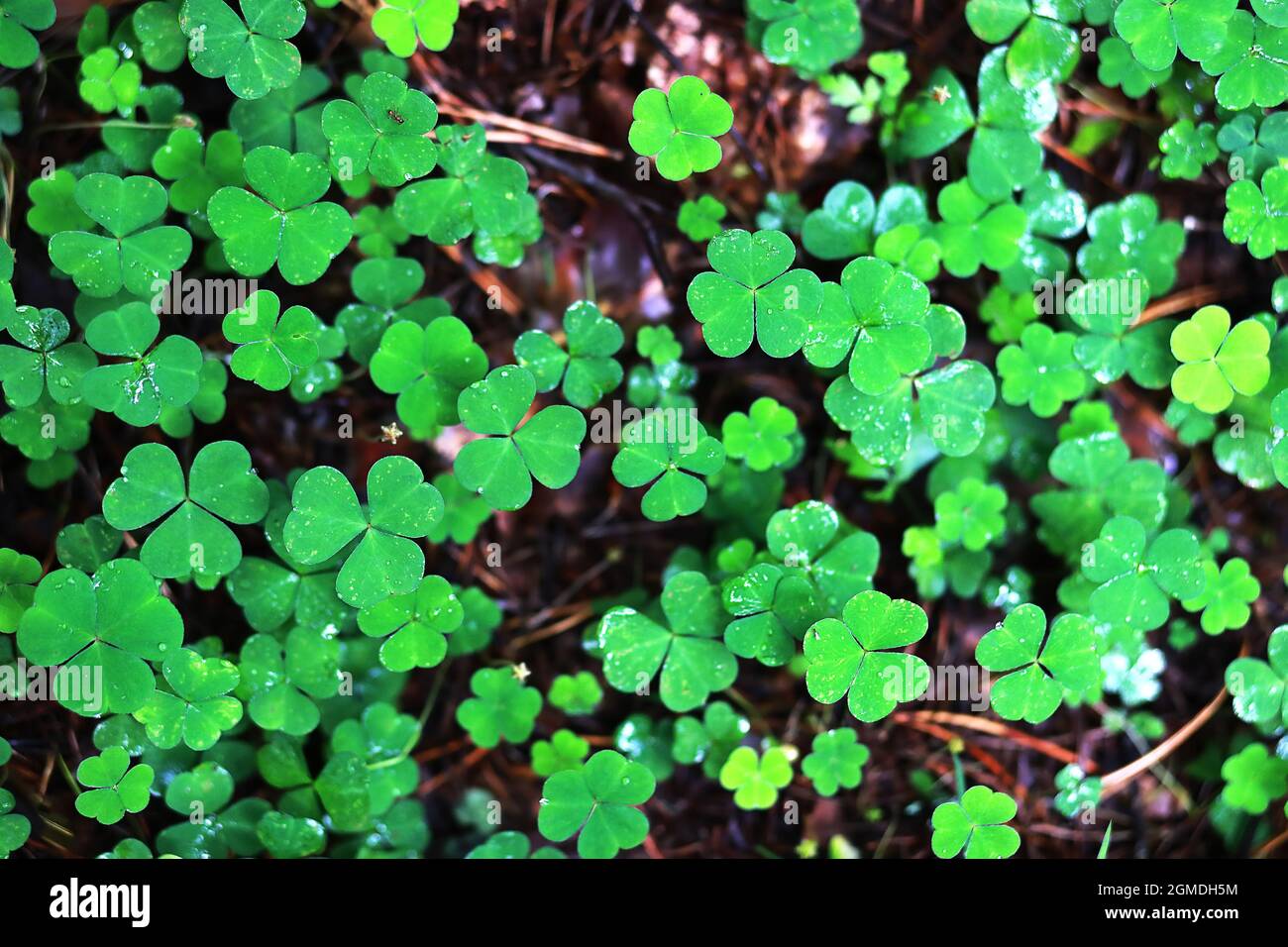 Background from plant clover four leaf. Irish traditional symbol. St ...