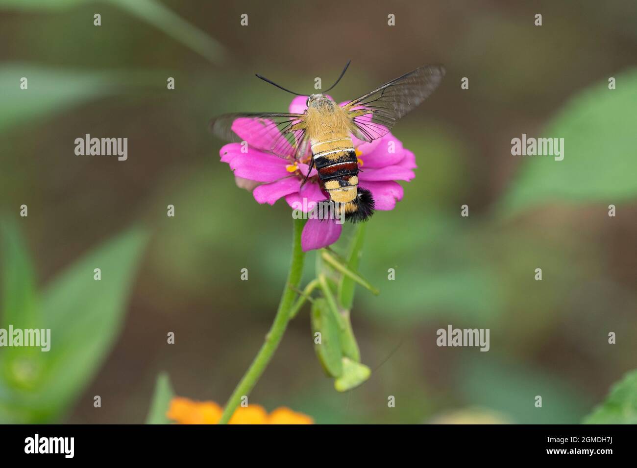 Coffee clearwing hi-res stock photography and images - Alamy