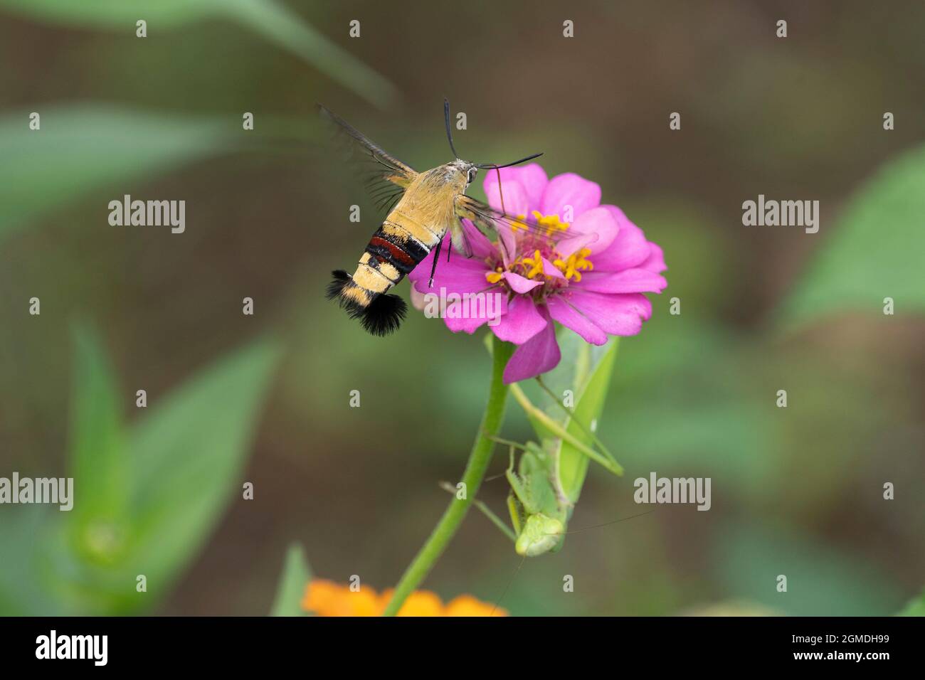 Coffee bee hawkmoth（Cephonodes hylas), Isehara City, Kanagawa ...