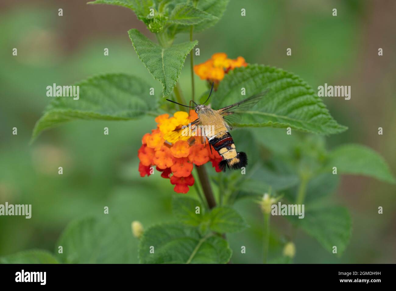 Coffee clearwing hi-res stock photography and images - Alamy