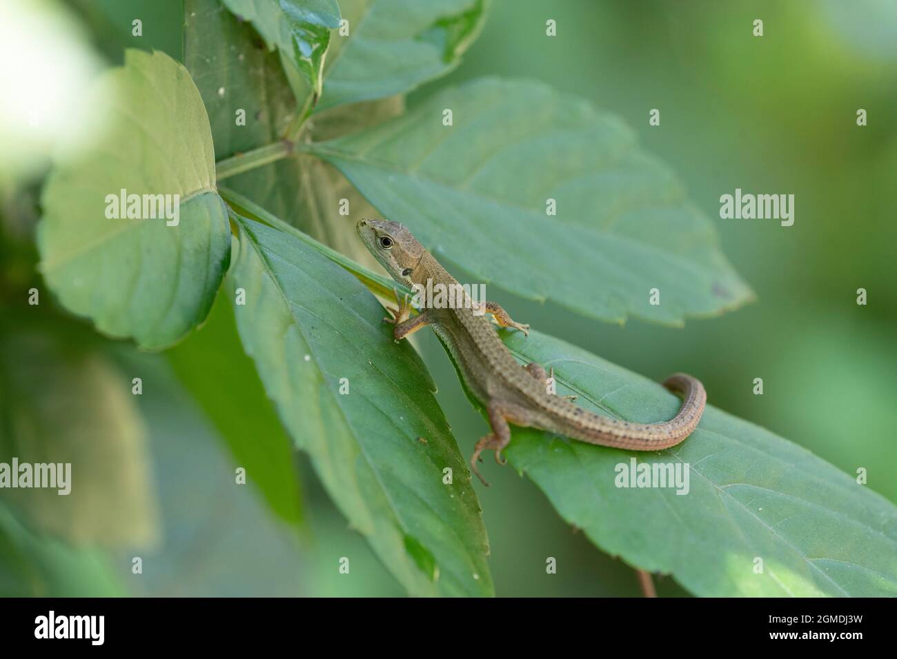 Japanese grass lizard（akydromus tachydromoides), Isehara City, Kanagawa ...