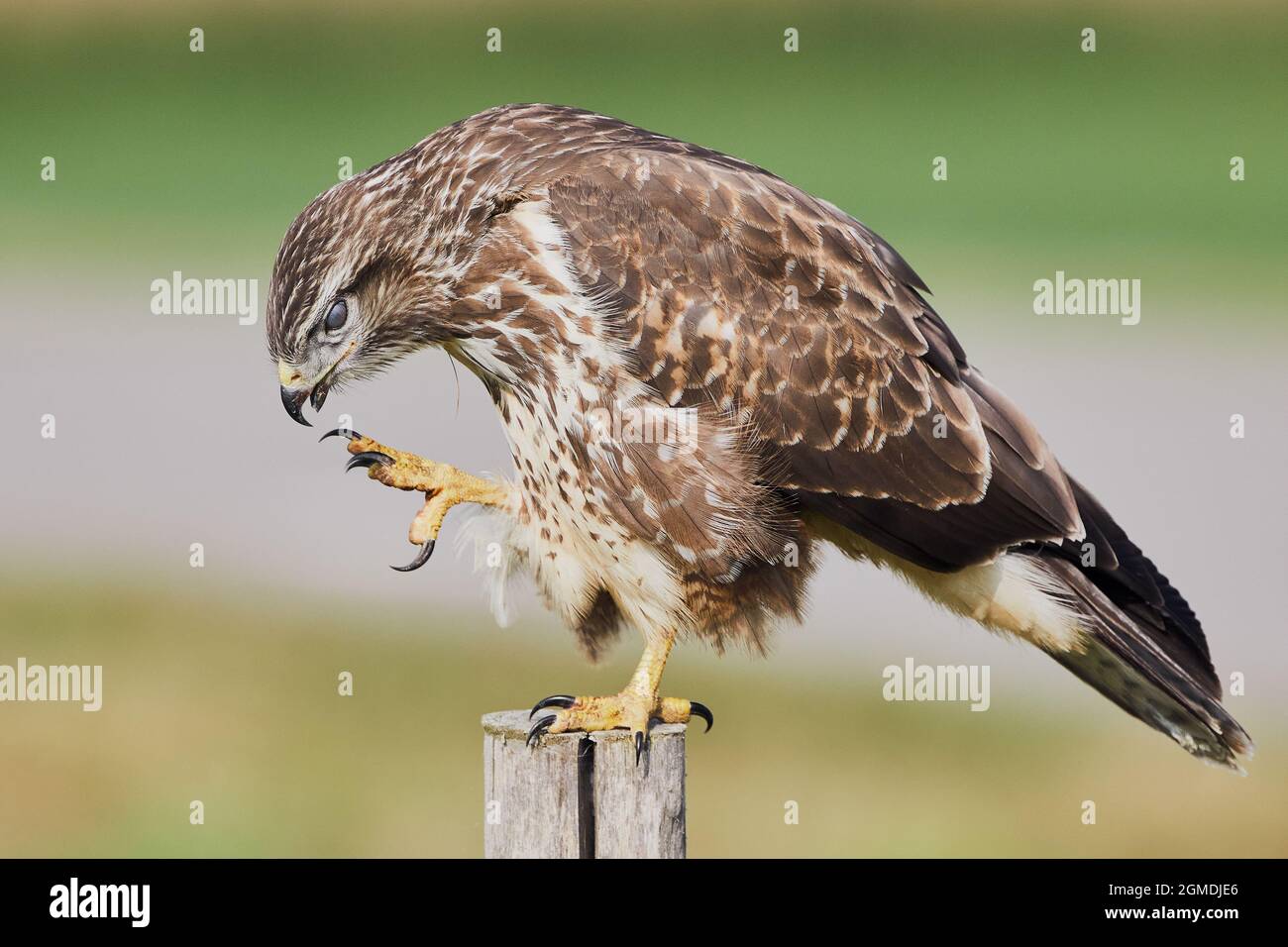Close up shot of a buzzard with his nictitating membrane closed Stock ...
