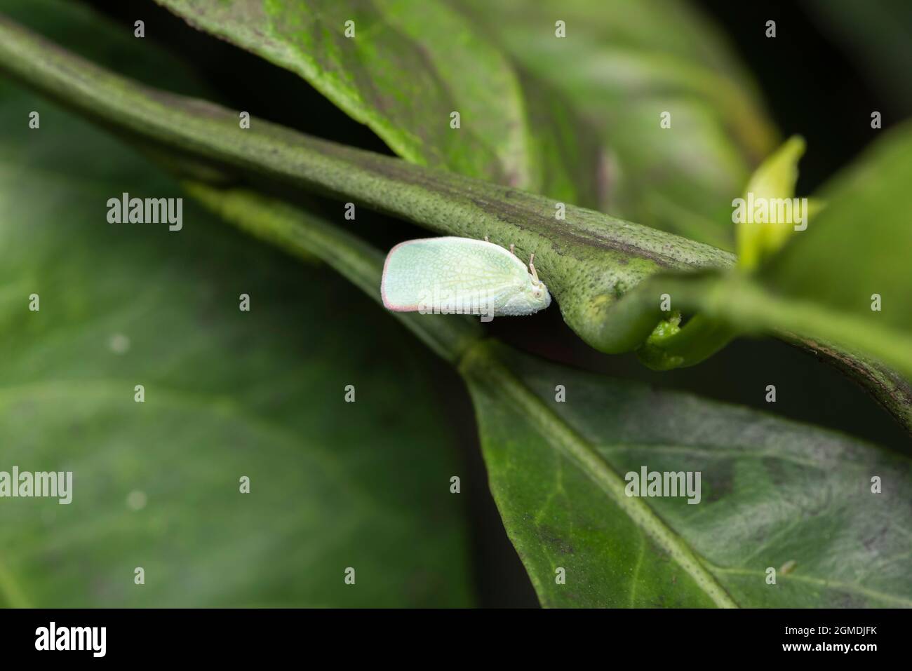 Geisha distinctissima hi-res stock photography and images - Alamy