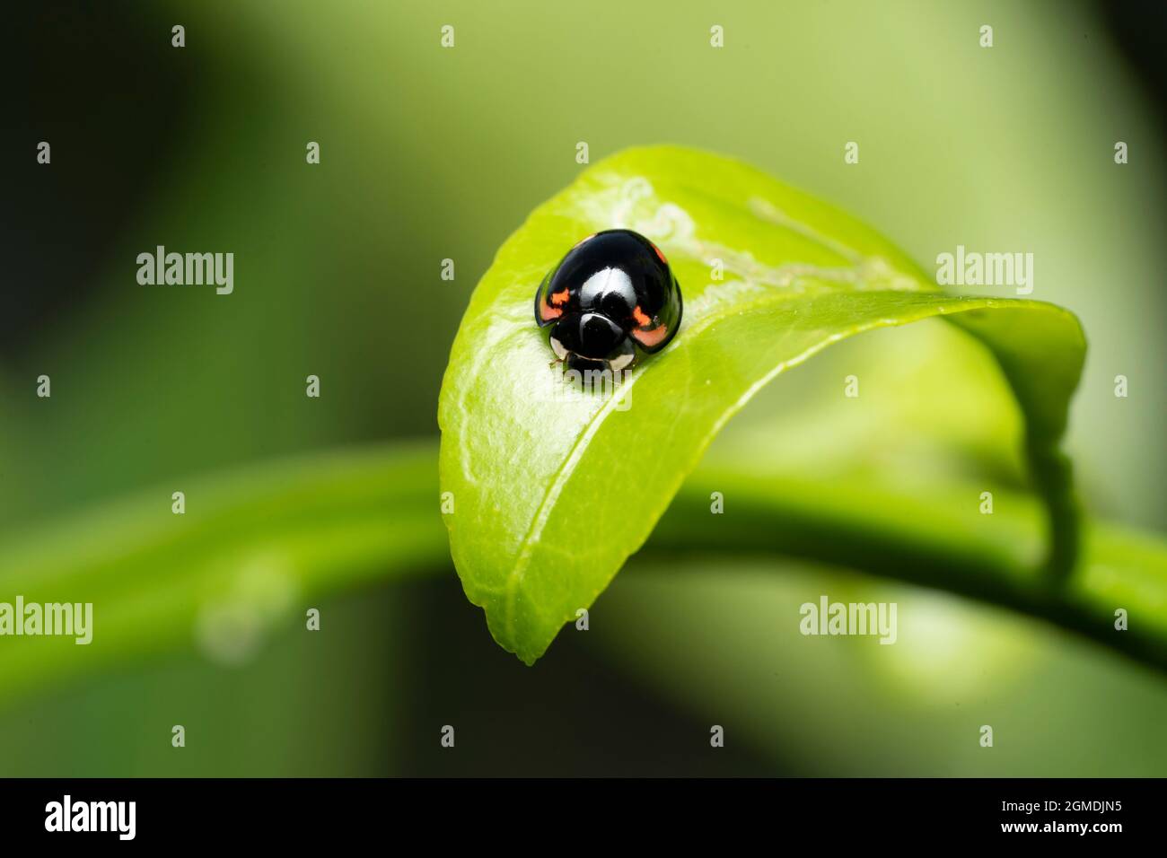 Cheilomenes sexmaculata hi-res stock photography and images - Alamy