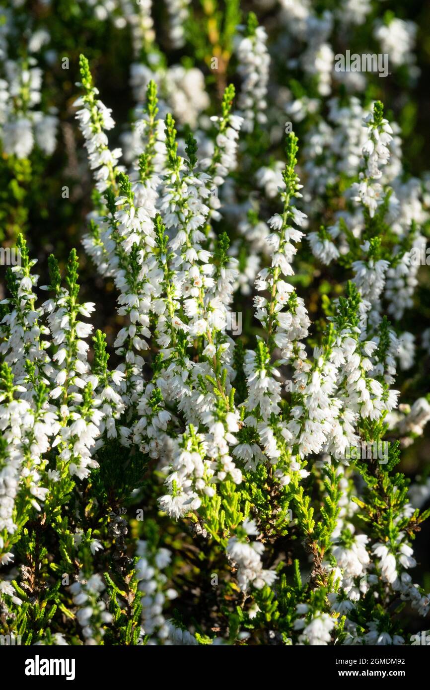 Calluna vulgaris josefine hi-res stock photography and images - Alamy