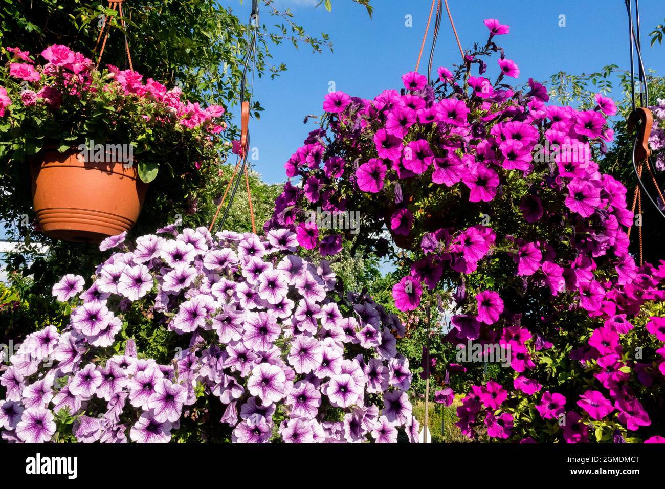 Surfinia petunia hi-res stock photography and images - Alamy