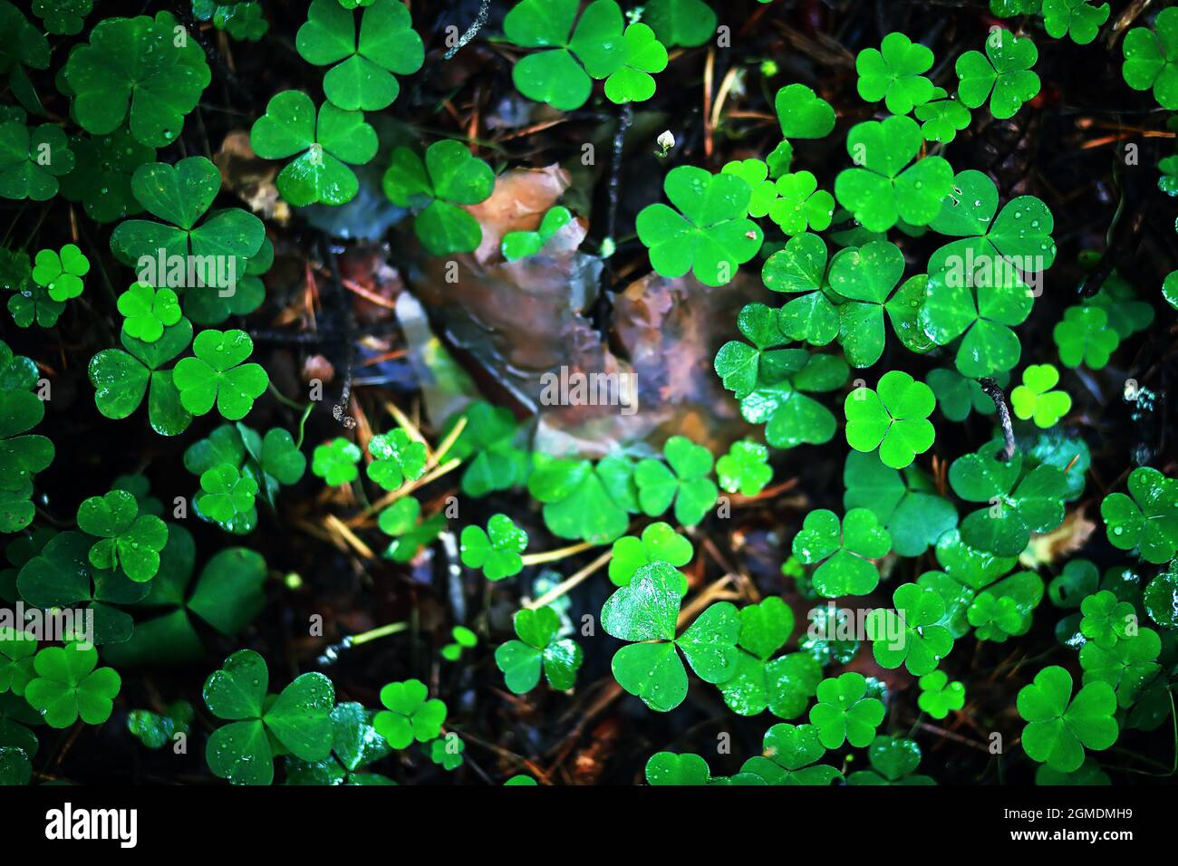 Background from plant clover four leaf. Irish traditional symbol. St ...
