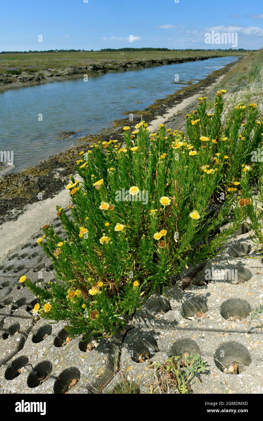 Golden-samphire - Inula crithmoides Stock Photo - Alamy