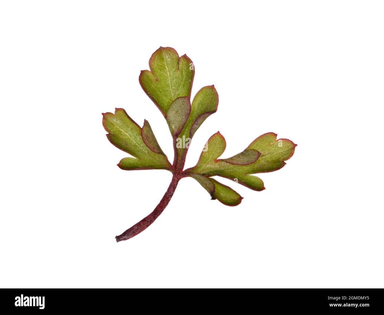 Little Robin - Geranium purpureum forsteri Stock Photo - Alamy