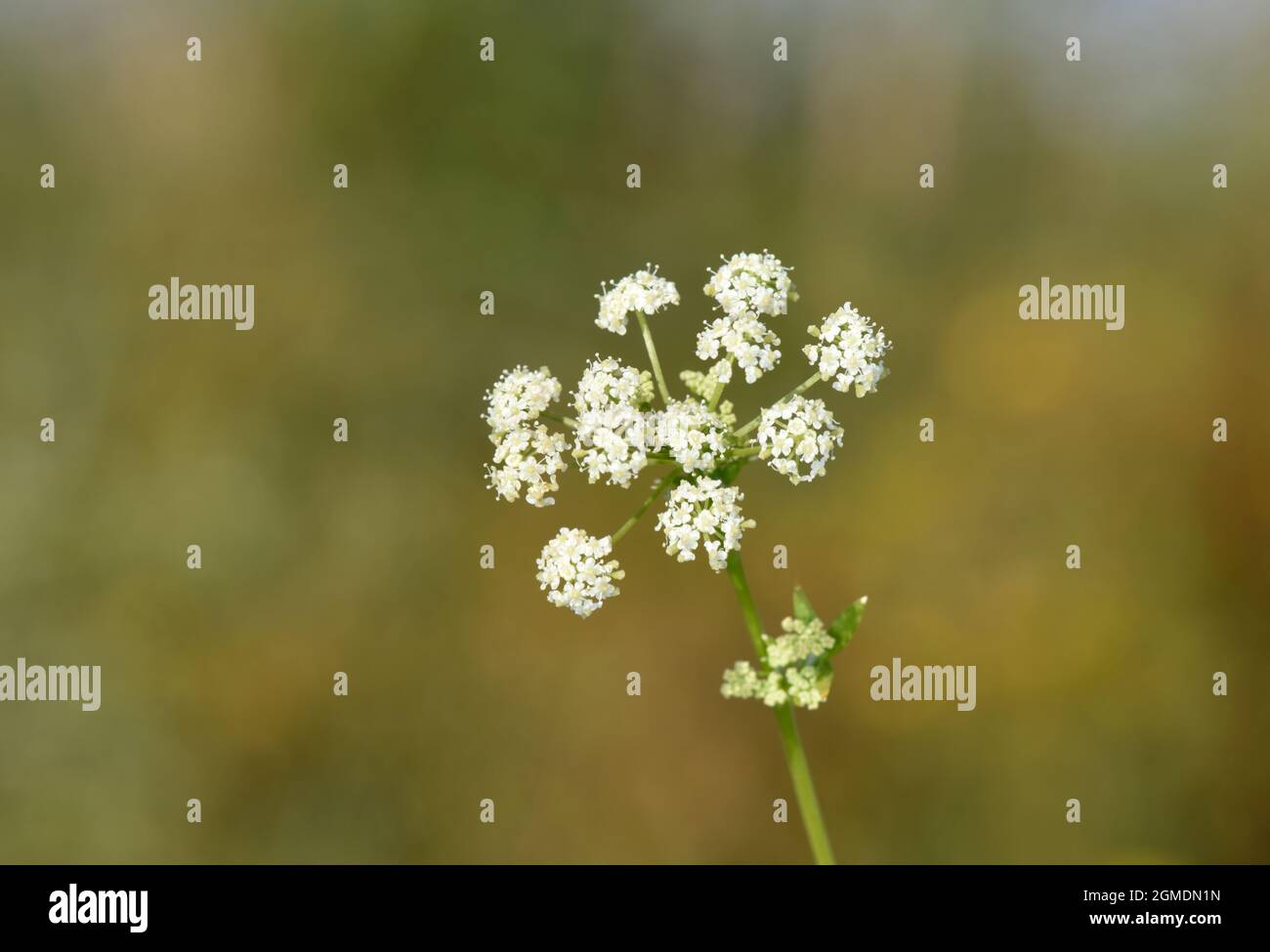 Wild Celery - Apium graveolens Stock Photo - Alamy