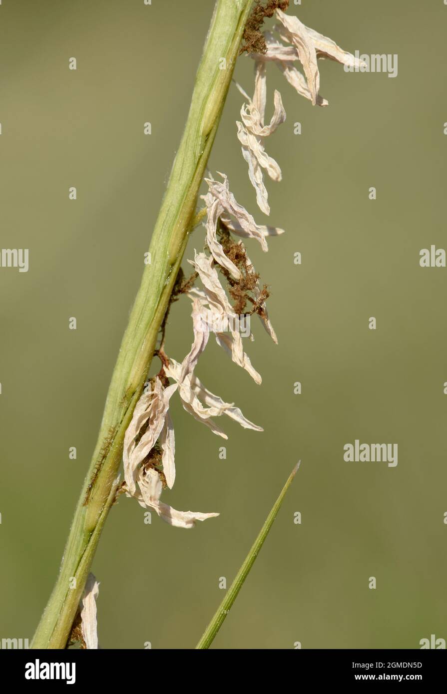 Common cord grass spartina hi-res stock photography and images - Alamy