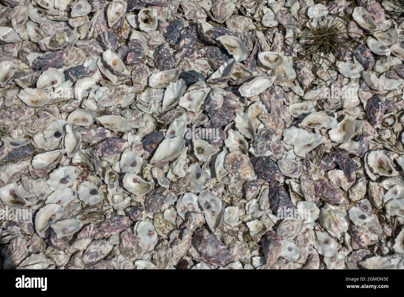 Ground covered with oyster shells, Portugal Stock Photo - Alamy