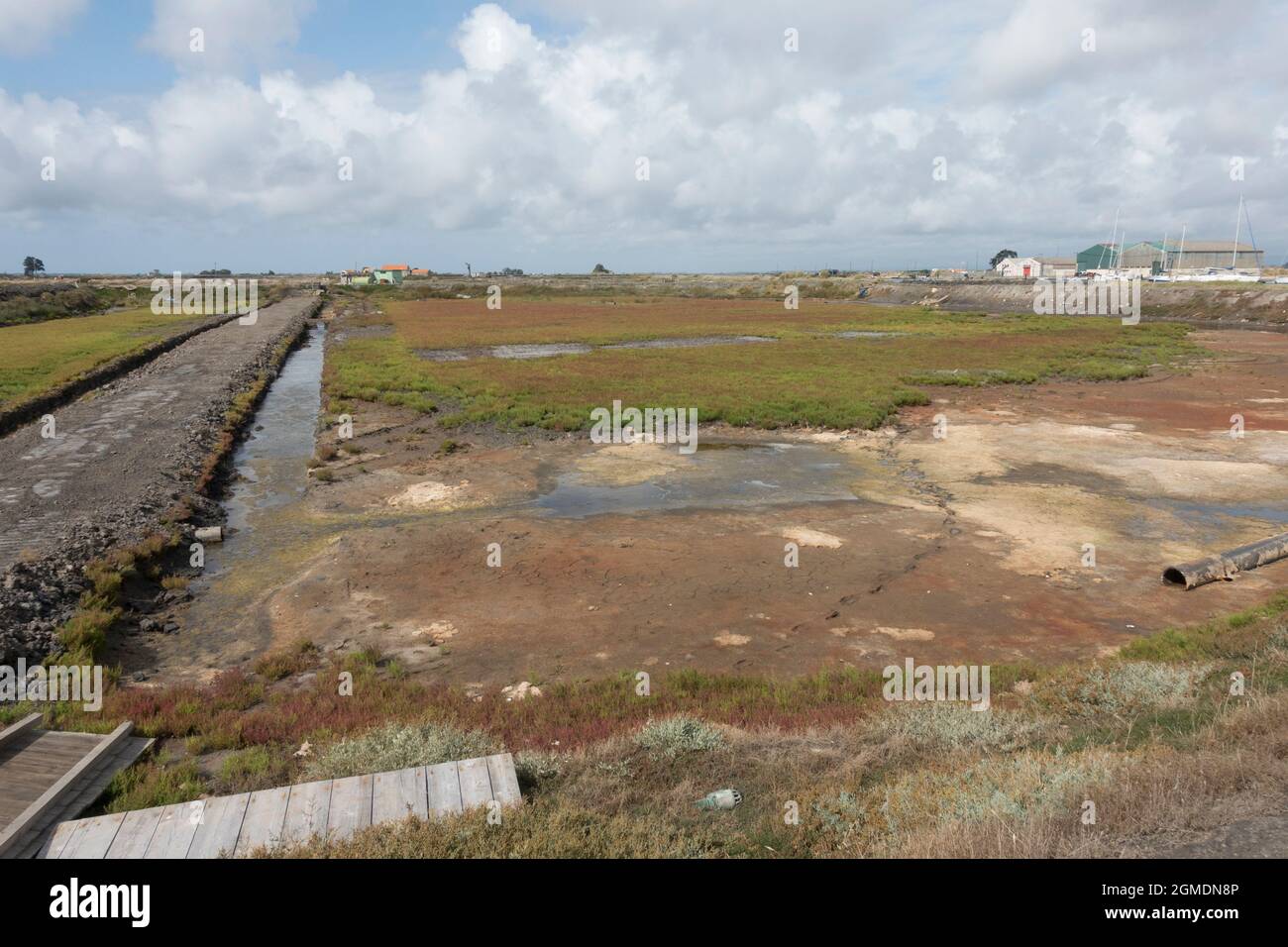 Marsh Samphire at the mudflats and salt marshes of Aveiro, Portugal ...