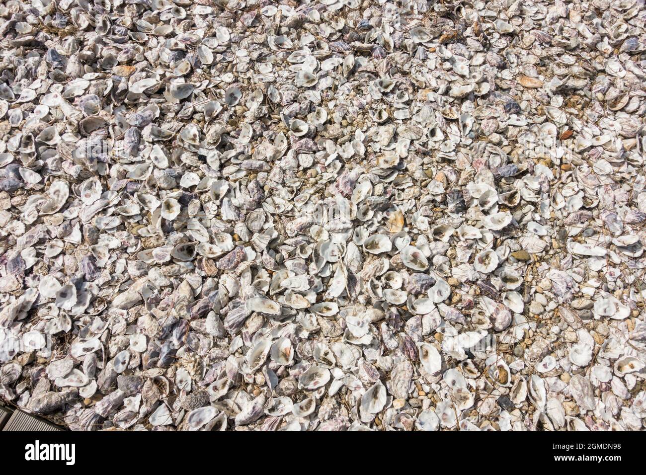 Ground covered with oyster shells, Portugal Stock Photo - Alamy