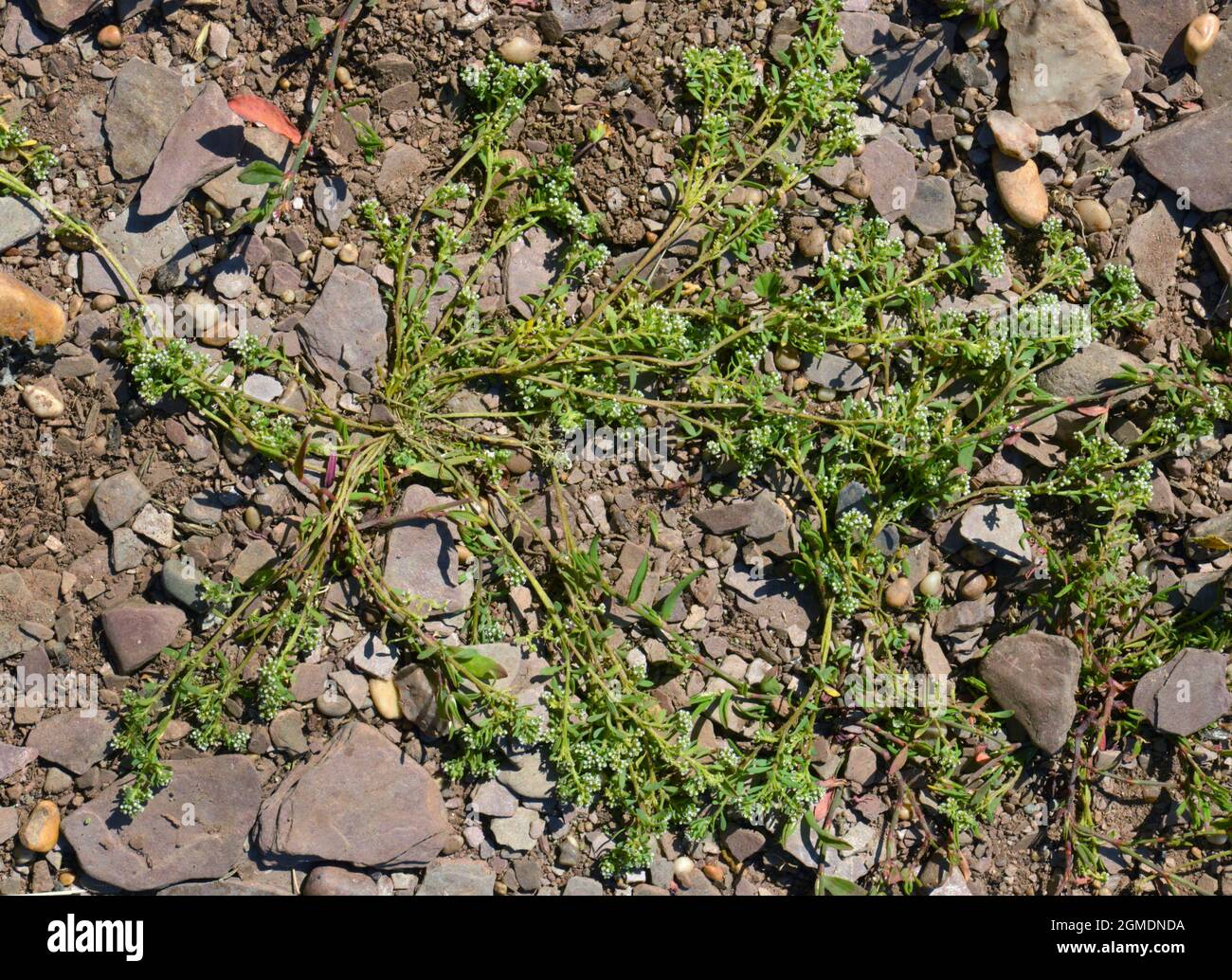 Slapton ley strapwort hi-res stock photography and images - Alamy