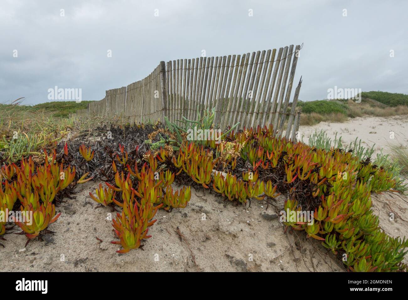 Ice plants, Carpobrotus edulis, growing on a beach covering the sand in ...
