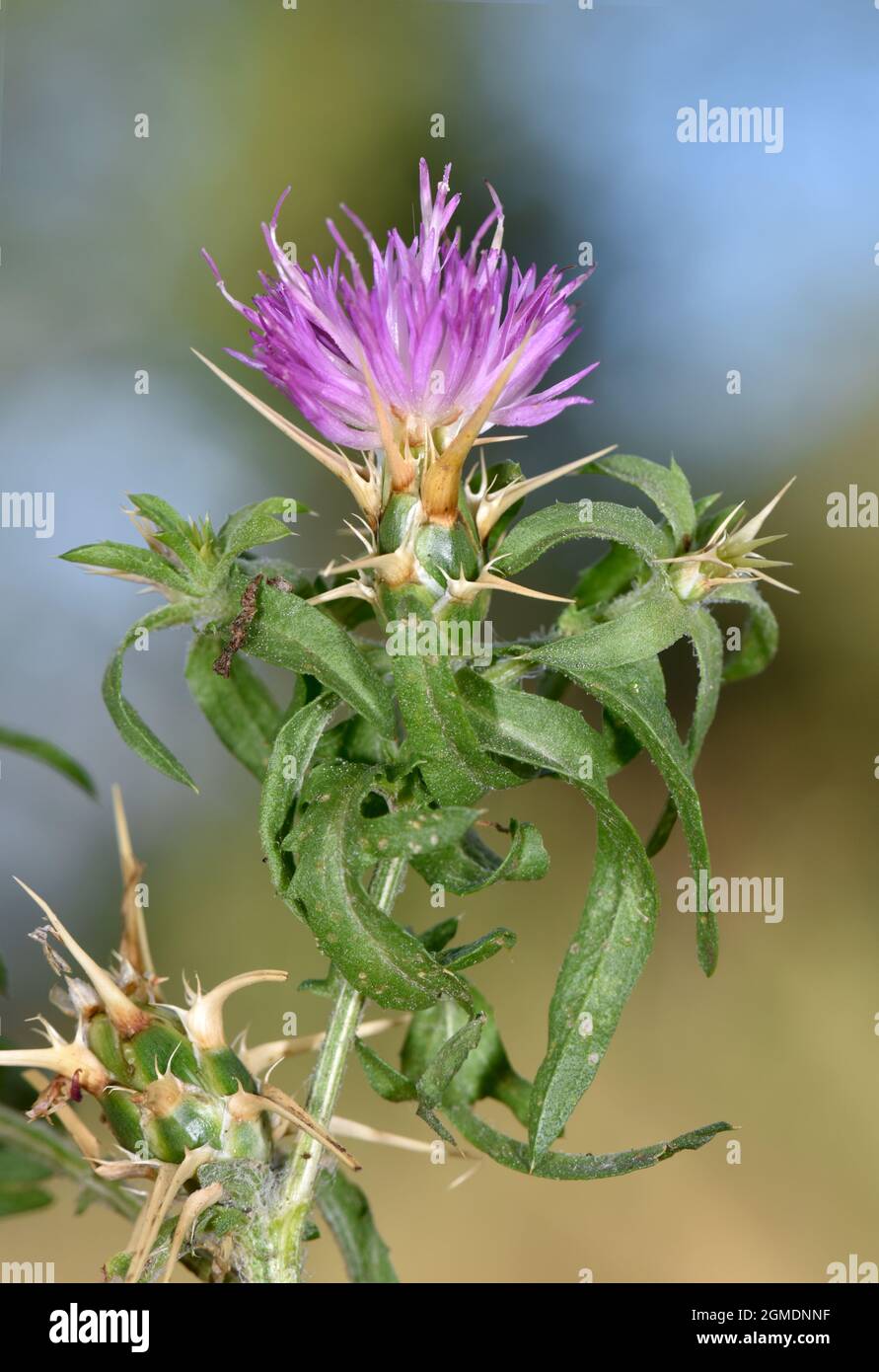 Red star thistle hi-res stock photography and images - Alamy