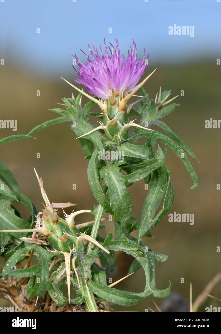 Red Star-thistle - Centaurea calcitrapa Stock Photo - Alamy