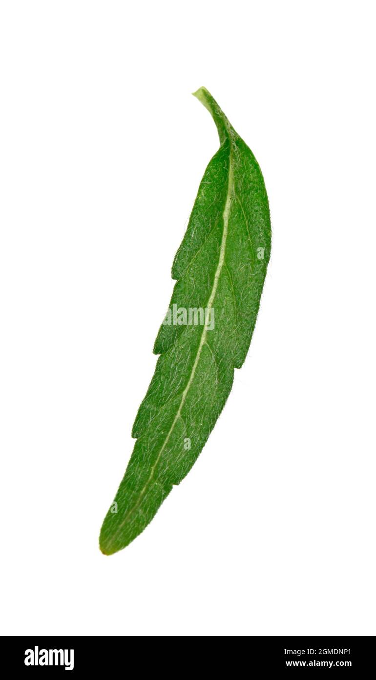 Red Hemp-nettle - Galeopsis angustifolia Stock Photo - Alamy