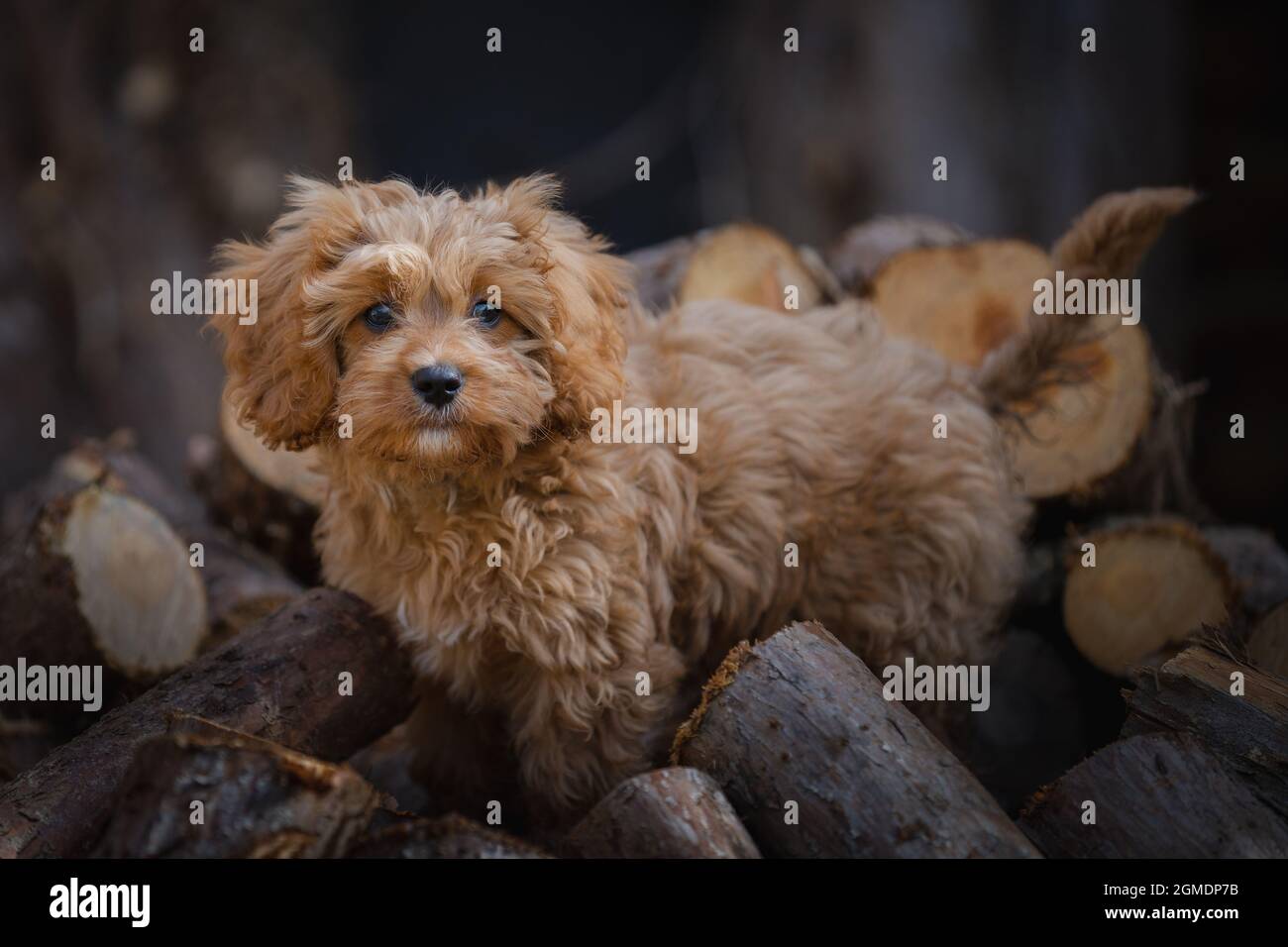 Cavapoo High Resolution Stock Photography and Images - Alamy