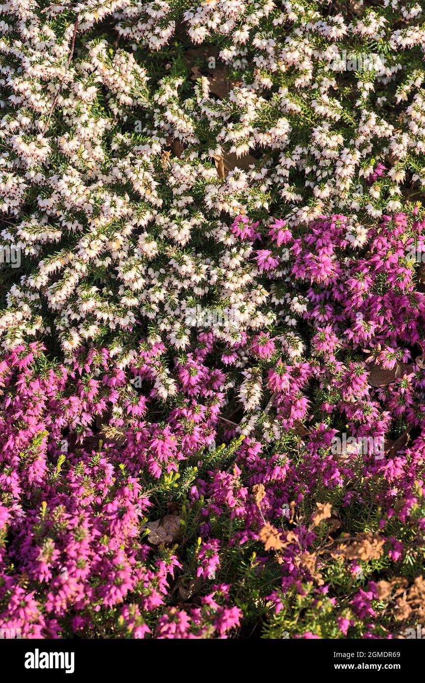 Beautiful spring background of mediterranean white and purple heath ...
