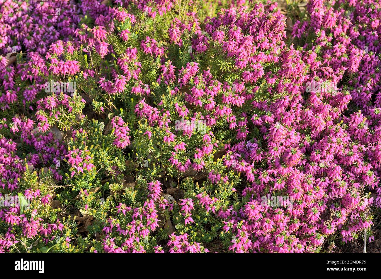 Mediterranean Pink Heather Plant