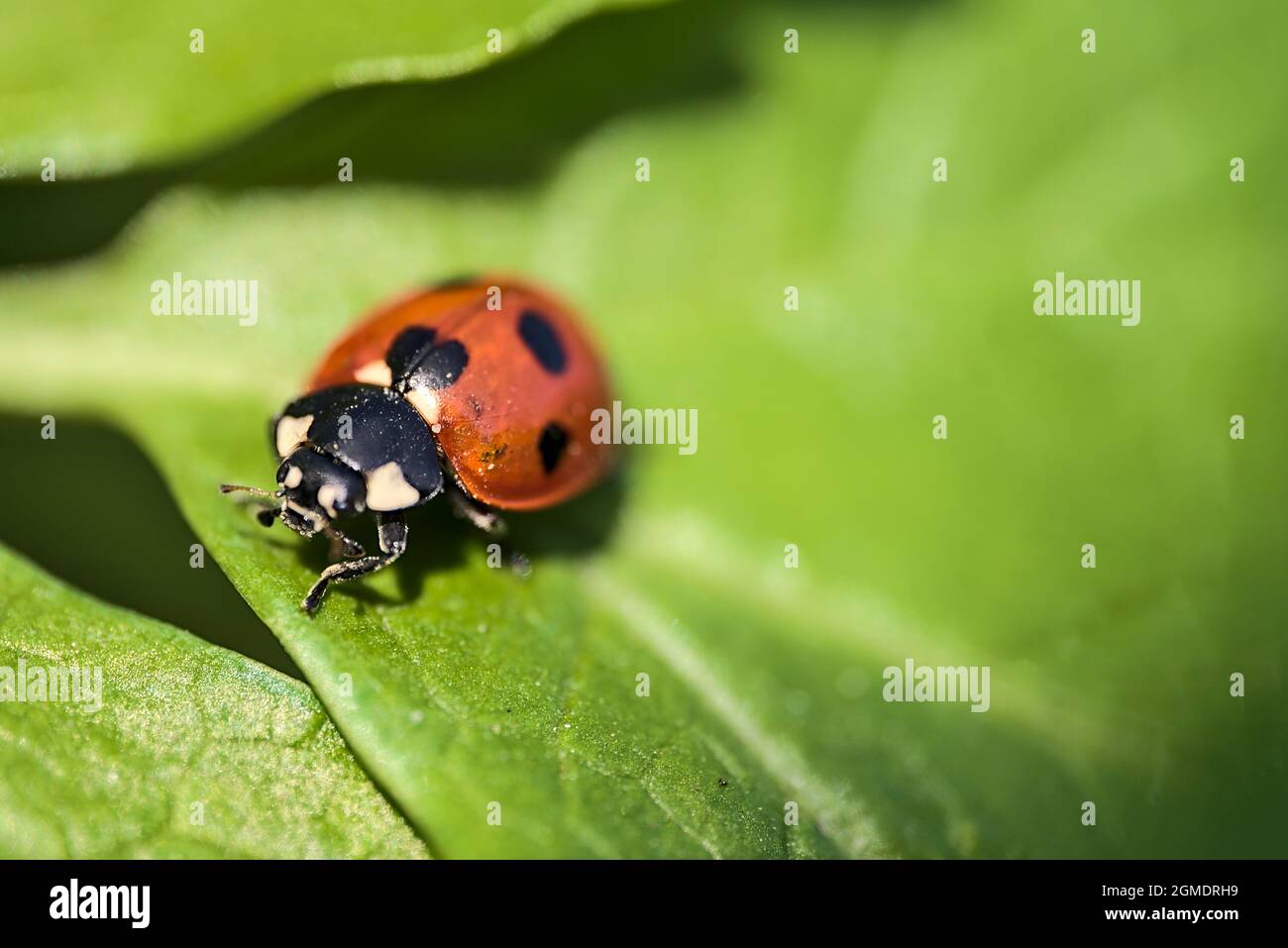 Irish insects hi-res stock photography and images - Alamy