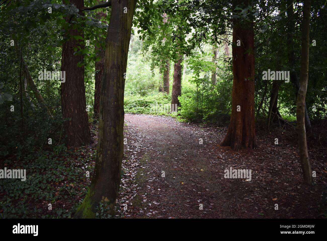 Forest by Chard Reservoir, Somerset, UK Stock Photo - Alamy