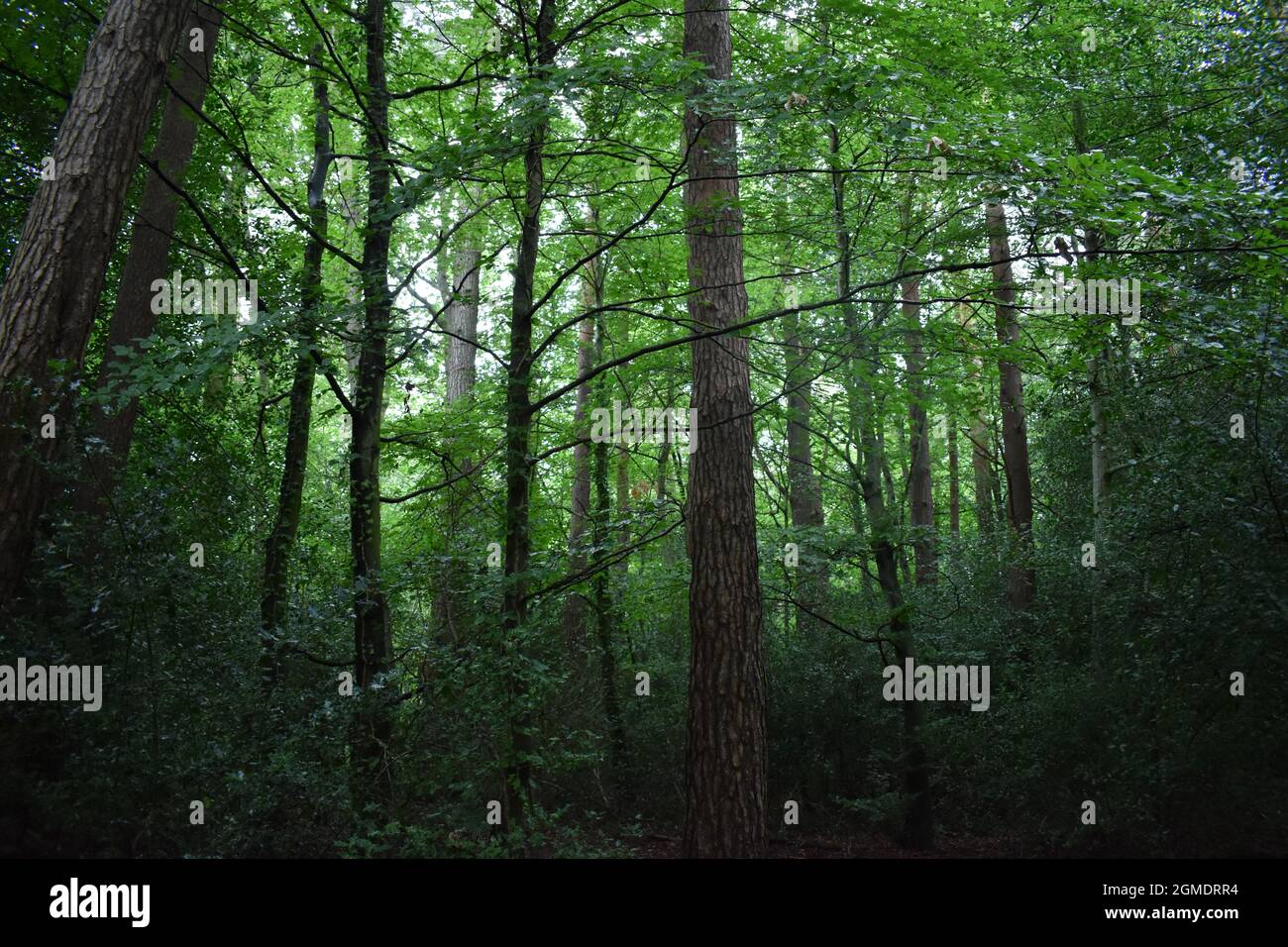Forest around Chard Reservoir, Somerset Stock Photo - Alamy