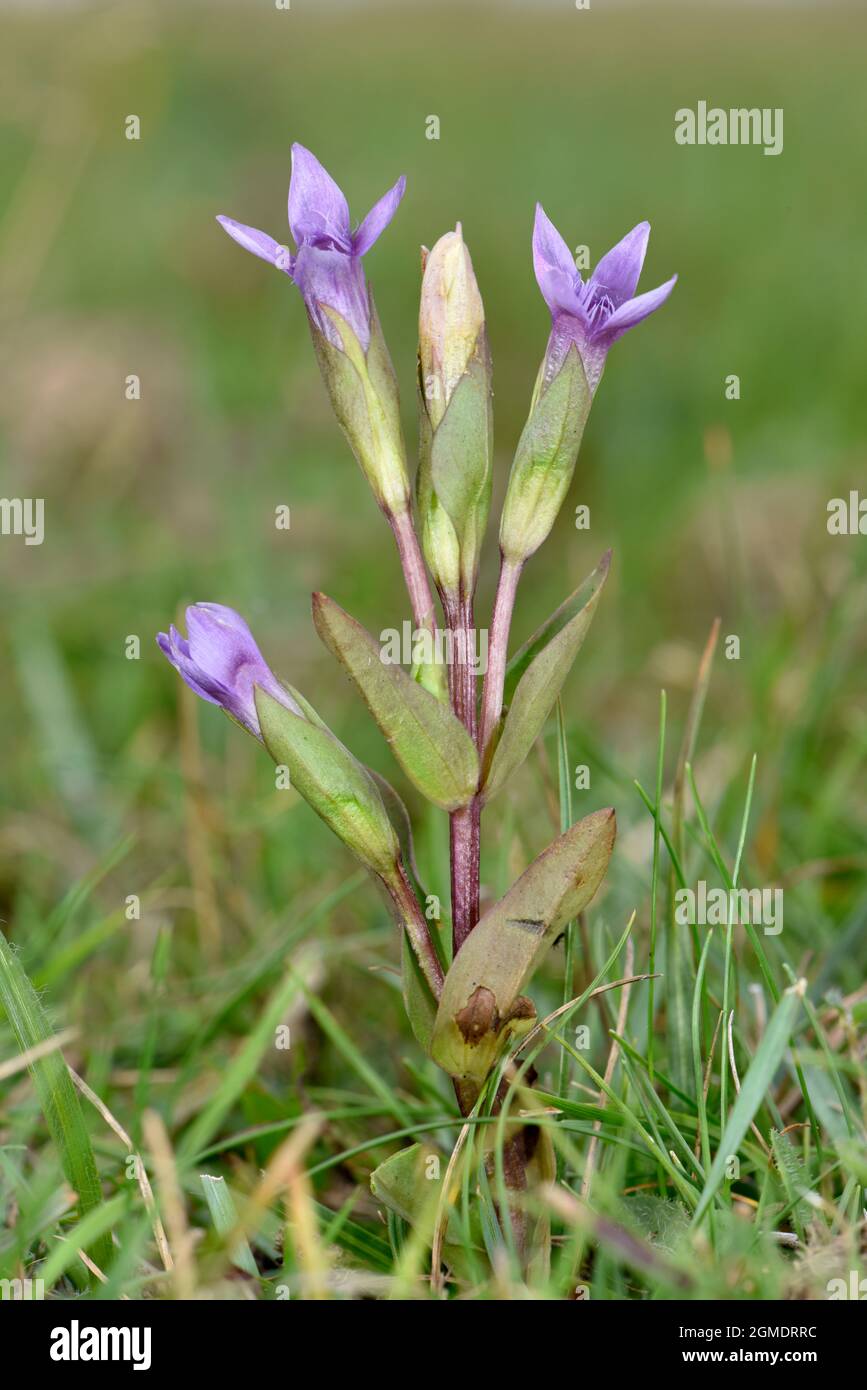 Gentianella campestris hi-res stock photography and images - Alamy