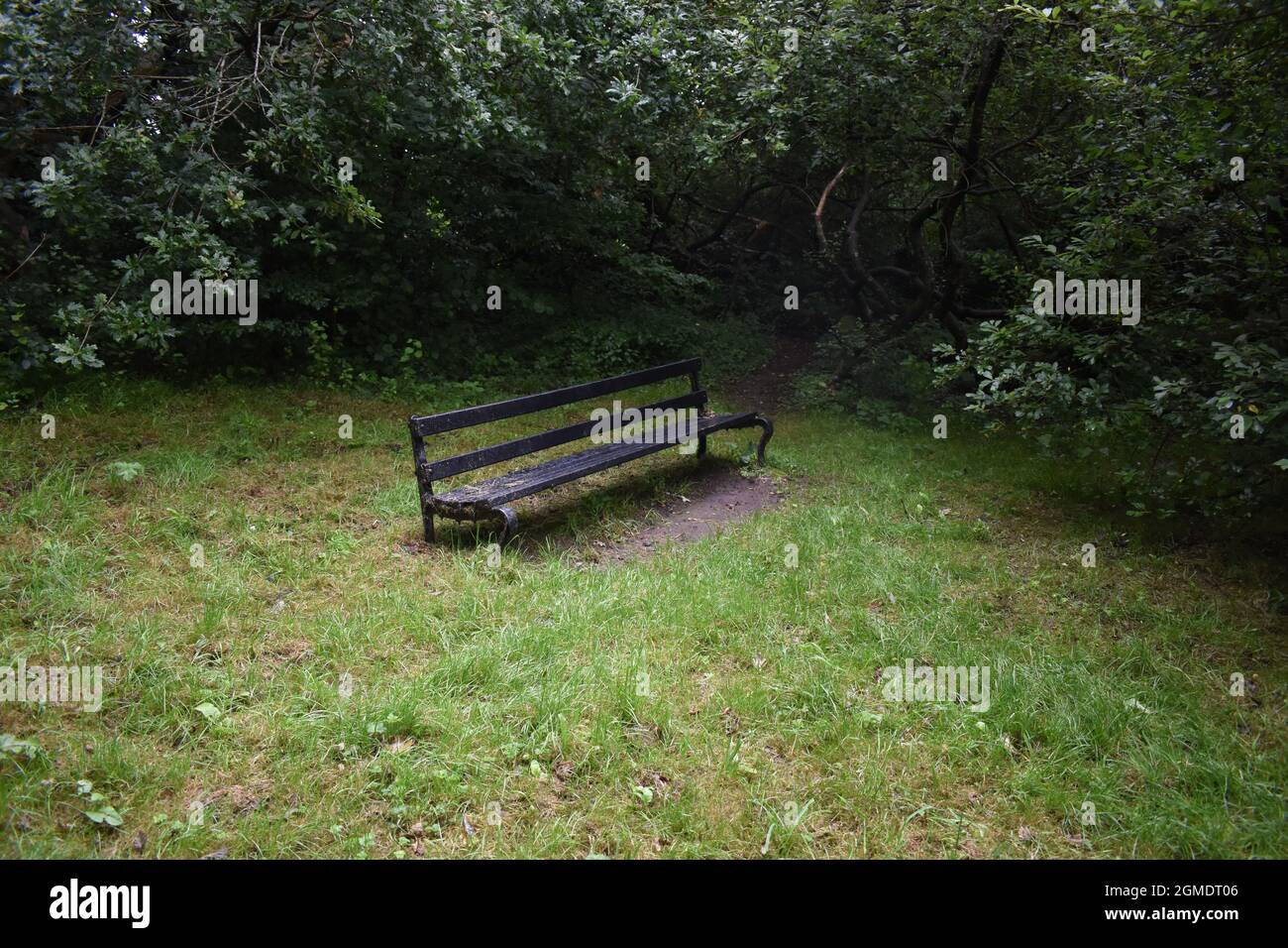 Bench in Forest, Chard Reservoir, Somerset, UK Stock Photo - Alamy