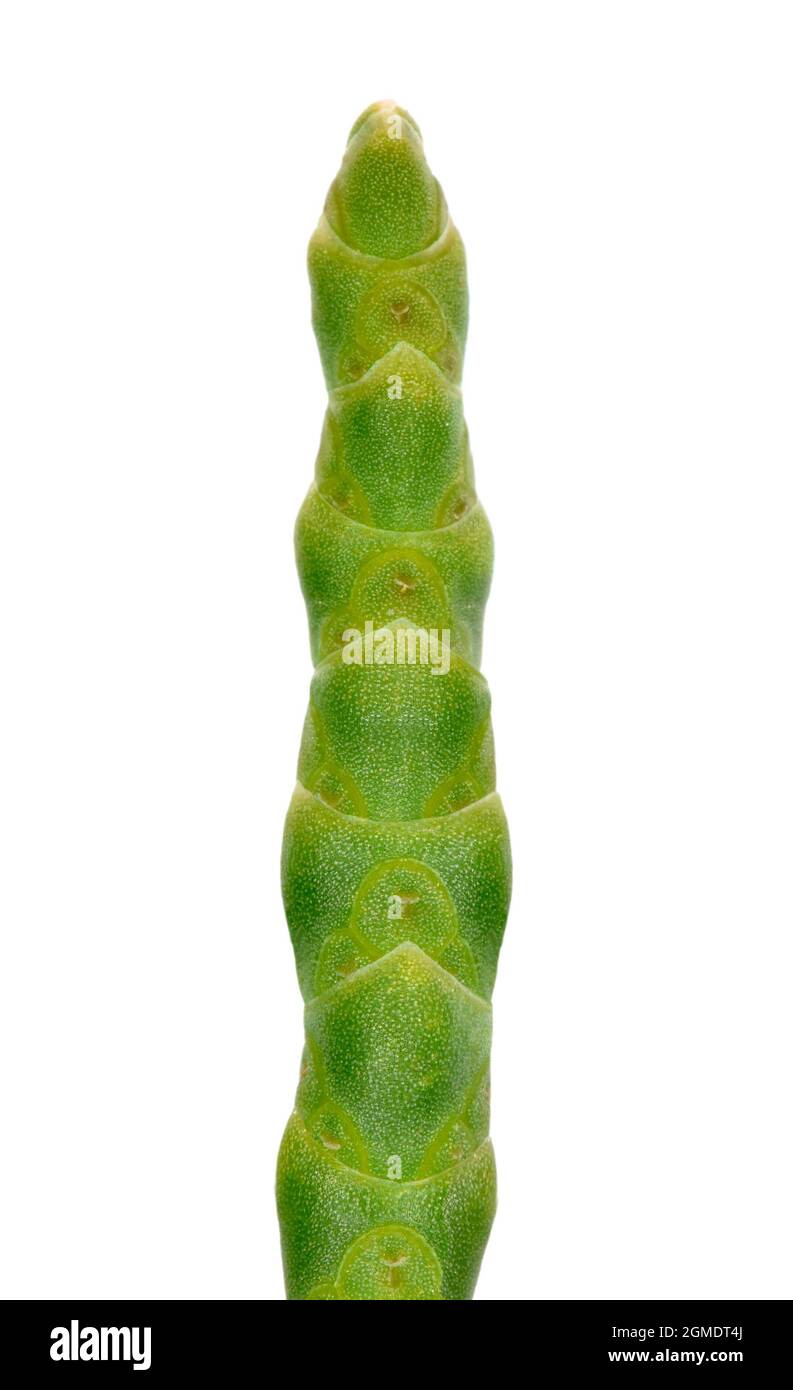 Glasswort salicornia europaea hi-res stock photography and images - Alamy