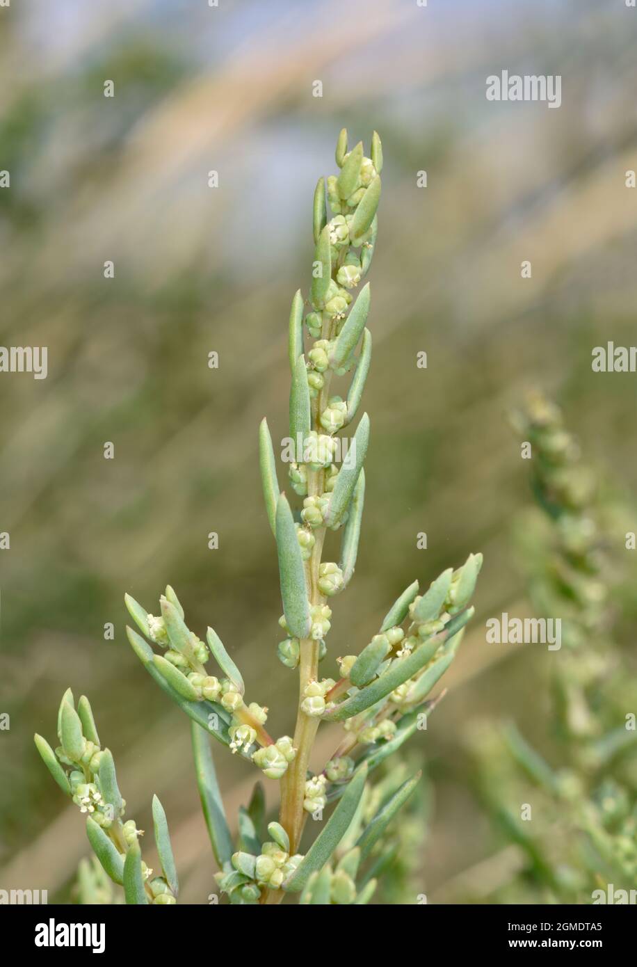 Annual sea blite suaeda maritima hi-res stock photography and images ...