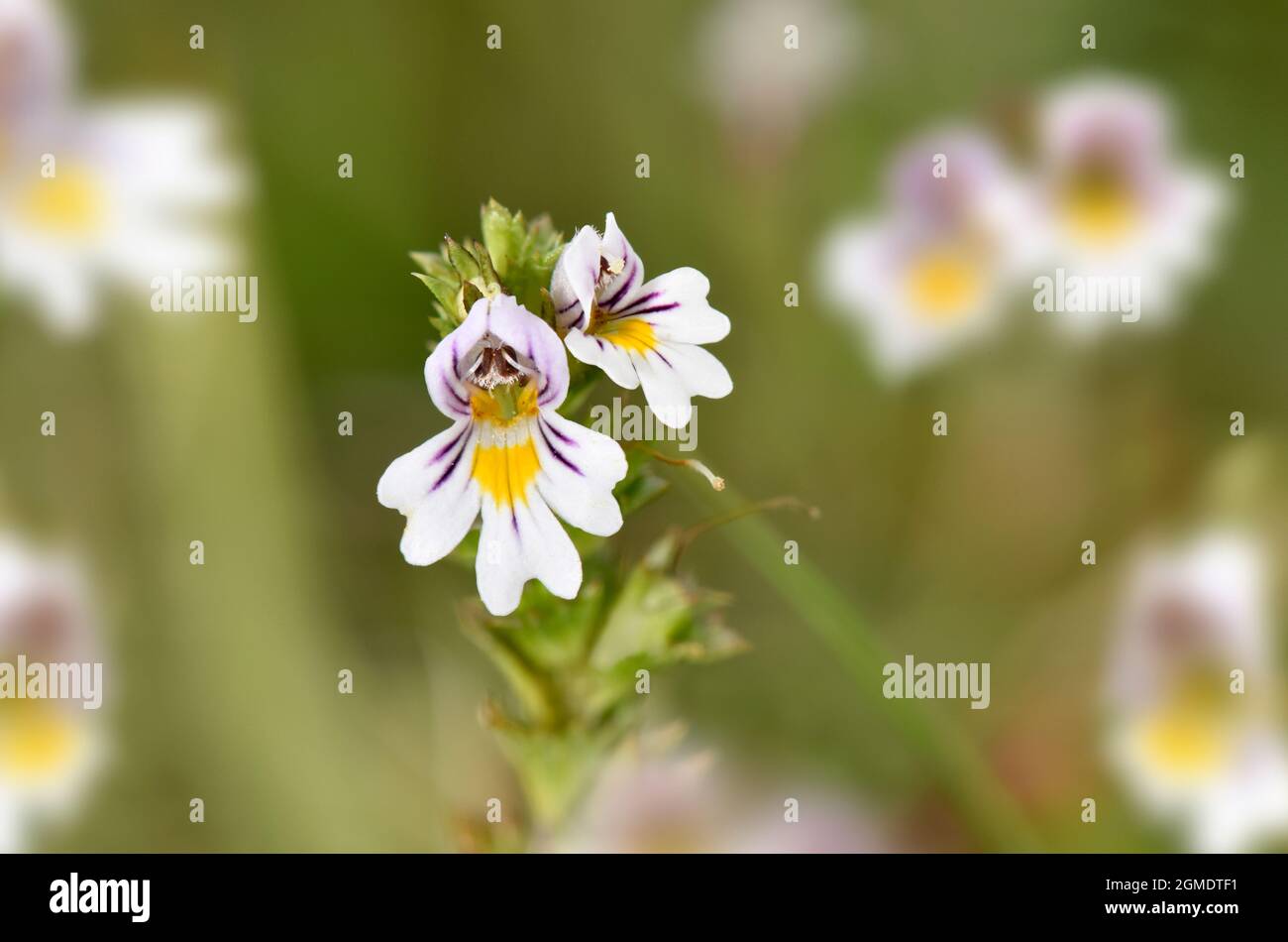 Eyebright - Euphrasia officinalis Stock Photo - Alamy