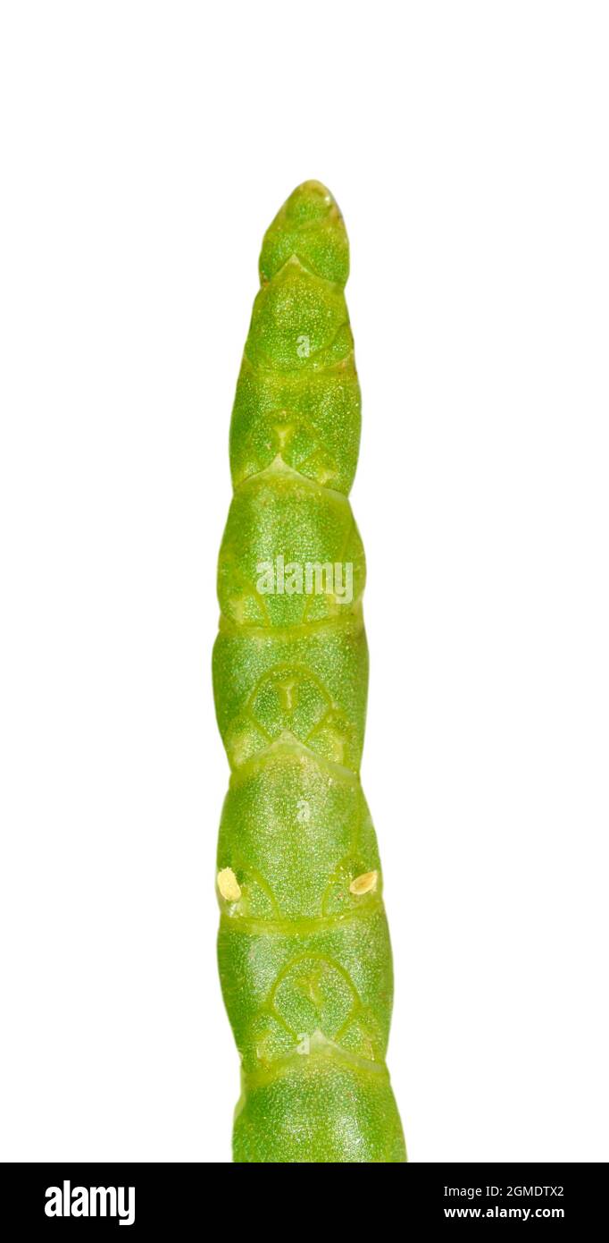 Common Glasswort - Salicornia europaea Stock Photo - Alamy