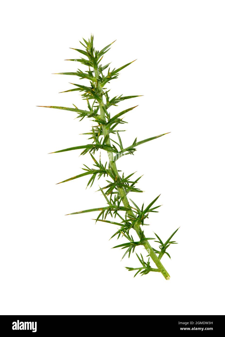 Common gorse Cut Out Stock Images & Pictures - Alamy