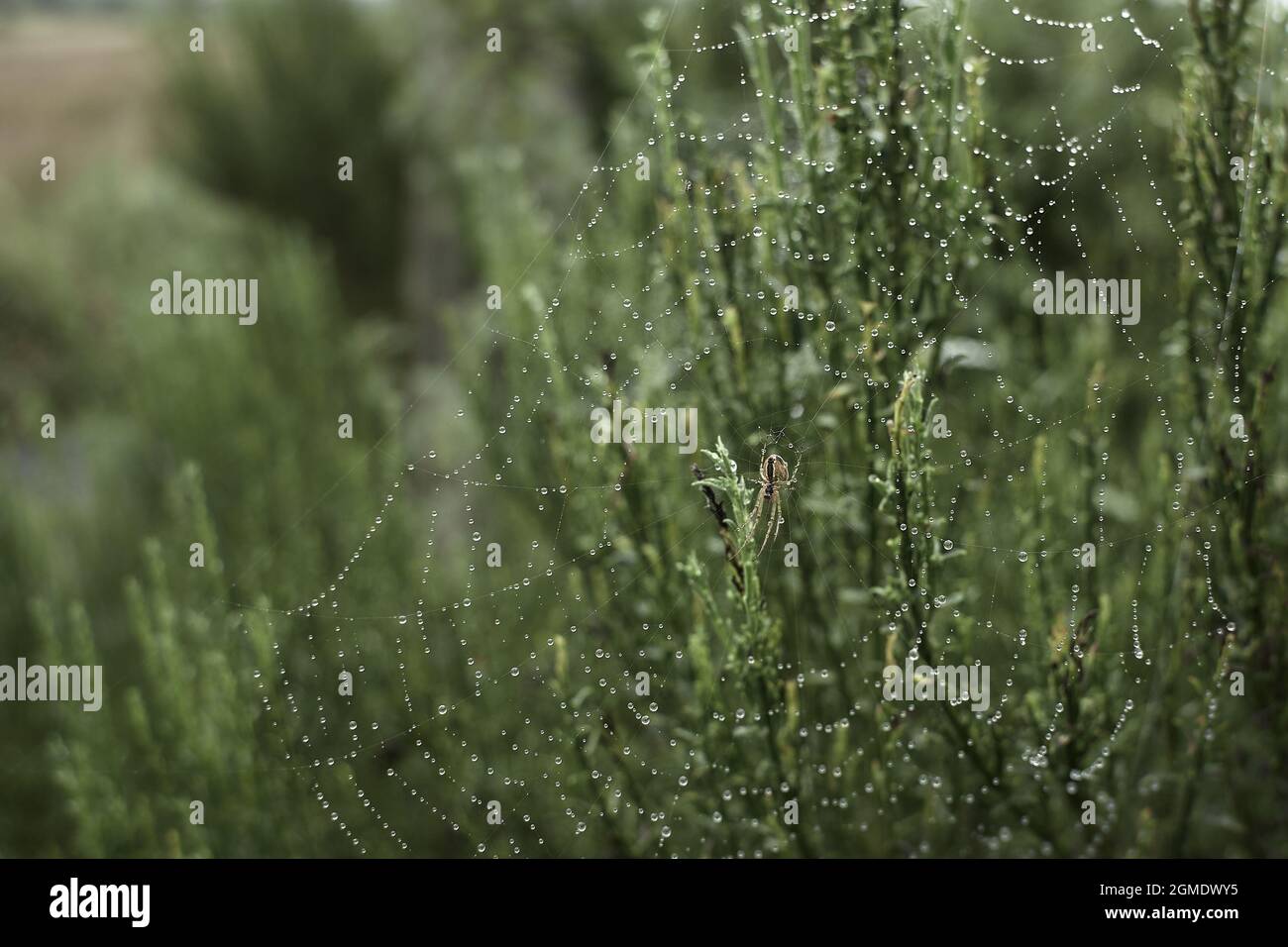 The spider in the forest weaves its strong webs. spider web in the dew ...