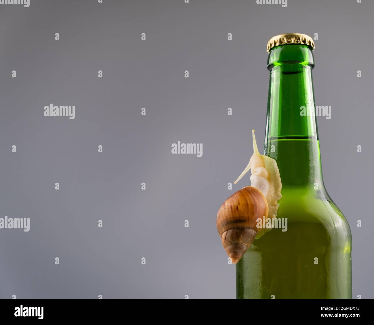 Bubbles in shell of snail hi-res stock photography and images - Alamy