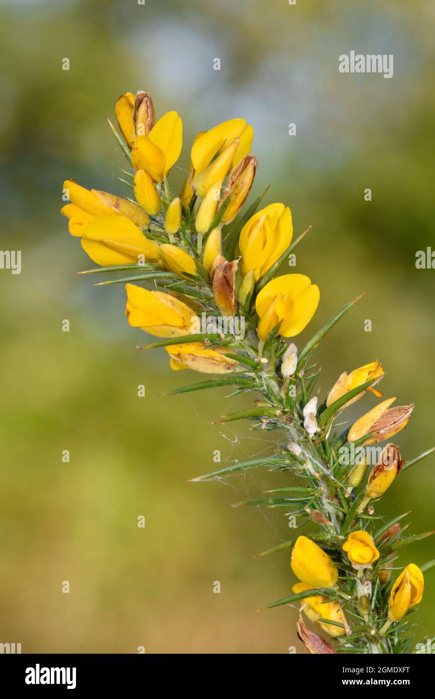 Western gorse hi-res stock photography and images - Alamy