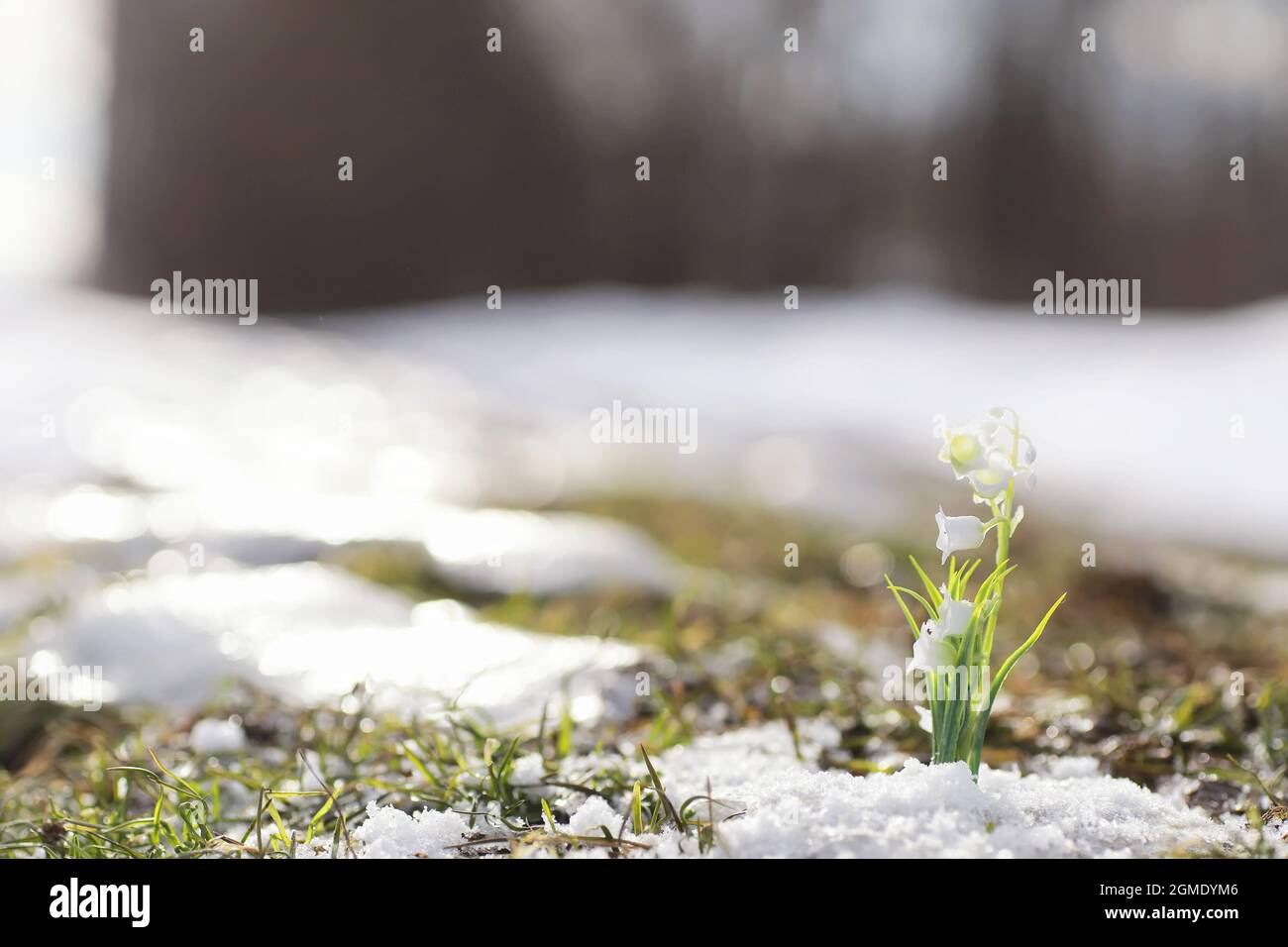 The first spring flowers. Snowdrops in the forest grow out of snow ...