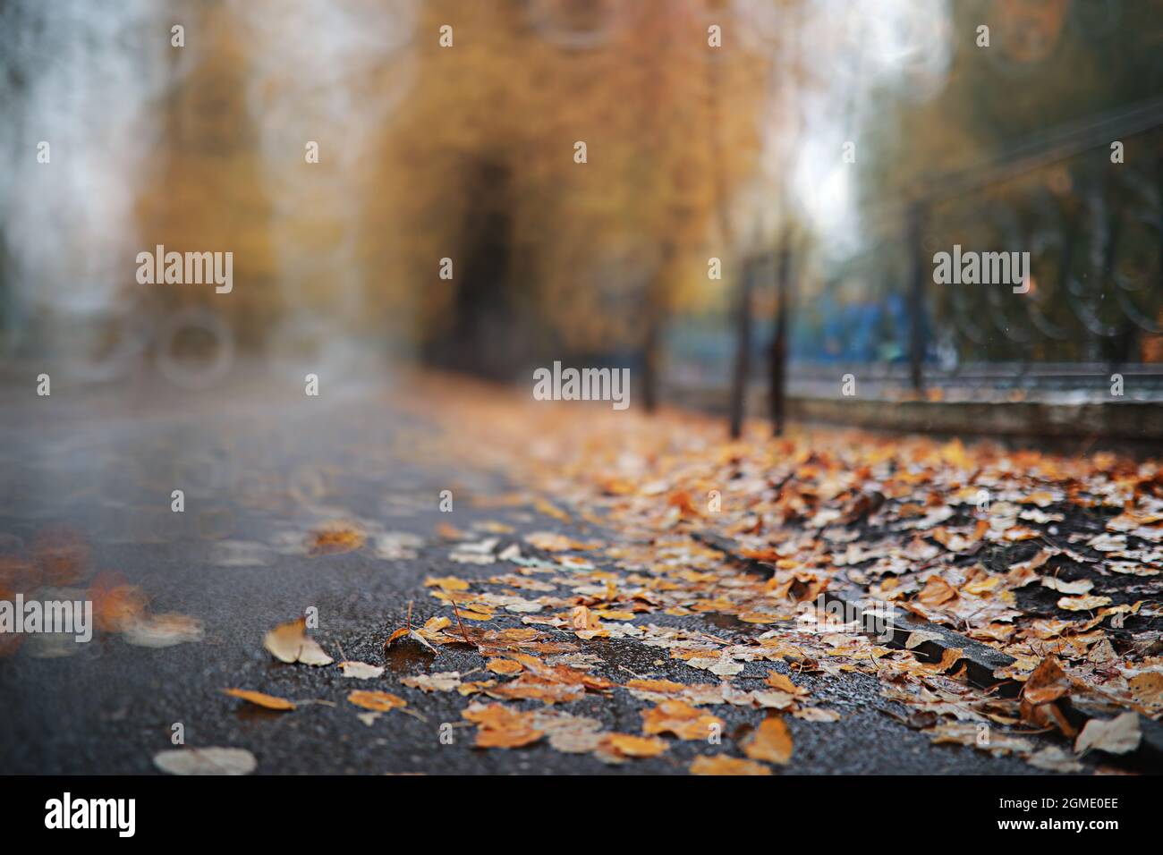 Autumn backgroun rain in the park during the day Stock Photo - Alamy