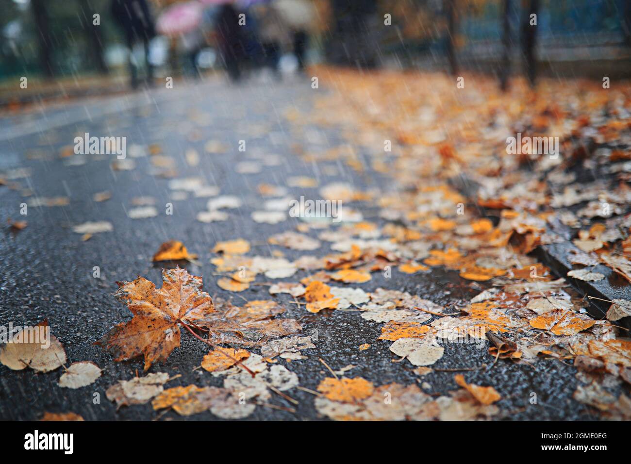 Autumn rain in the park during the day Stock Photo - Alamy