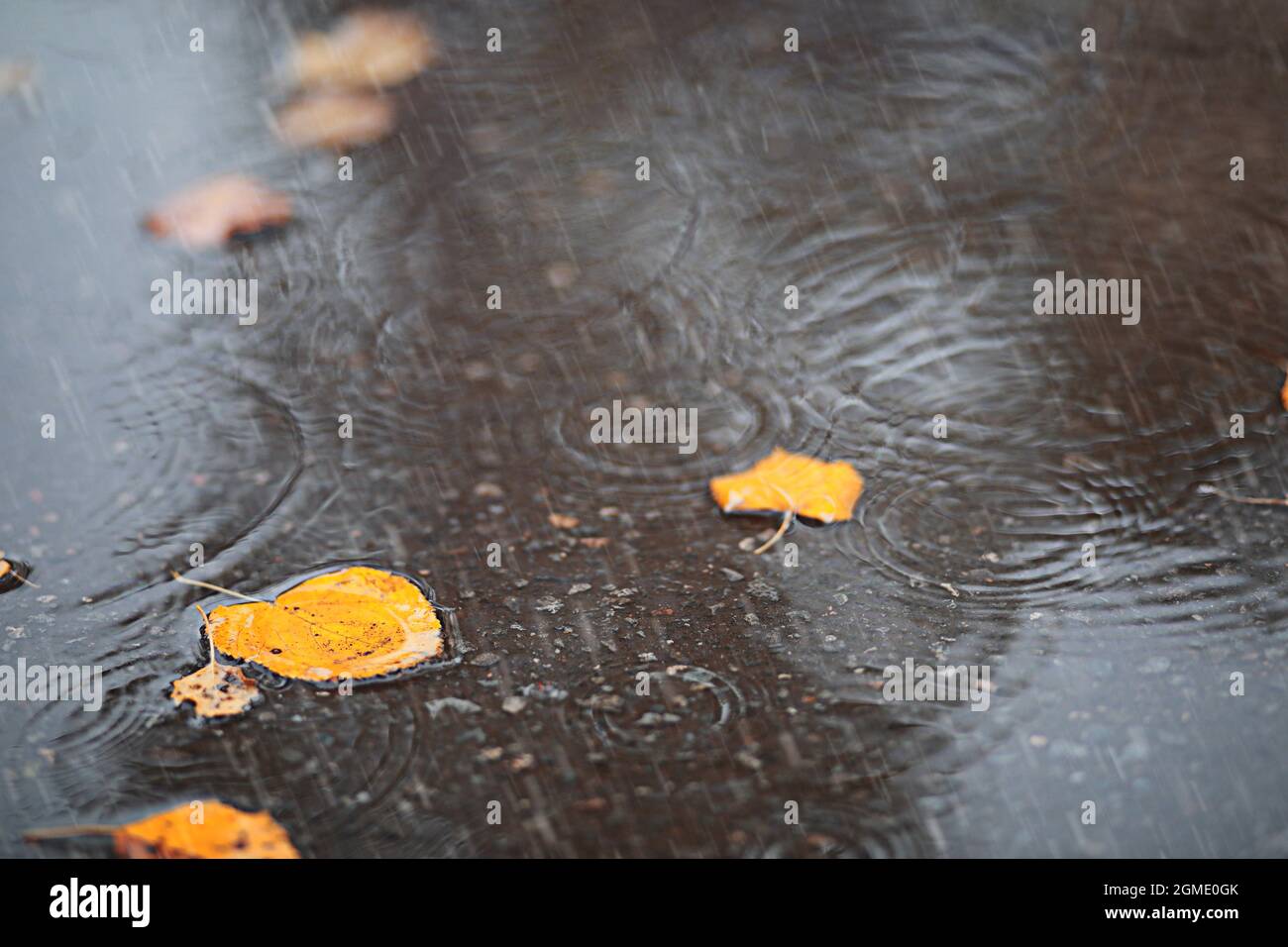 Autumn rain in the park during the day Stock Photo - Alamy