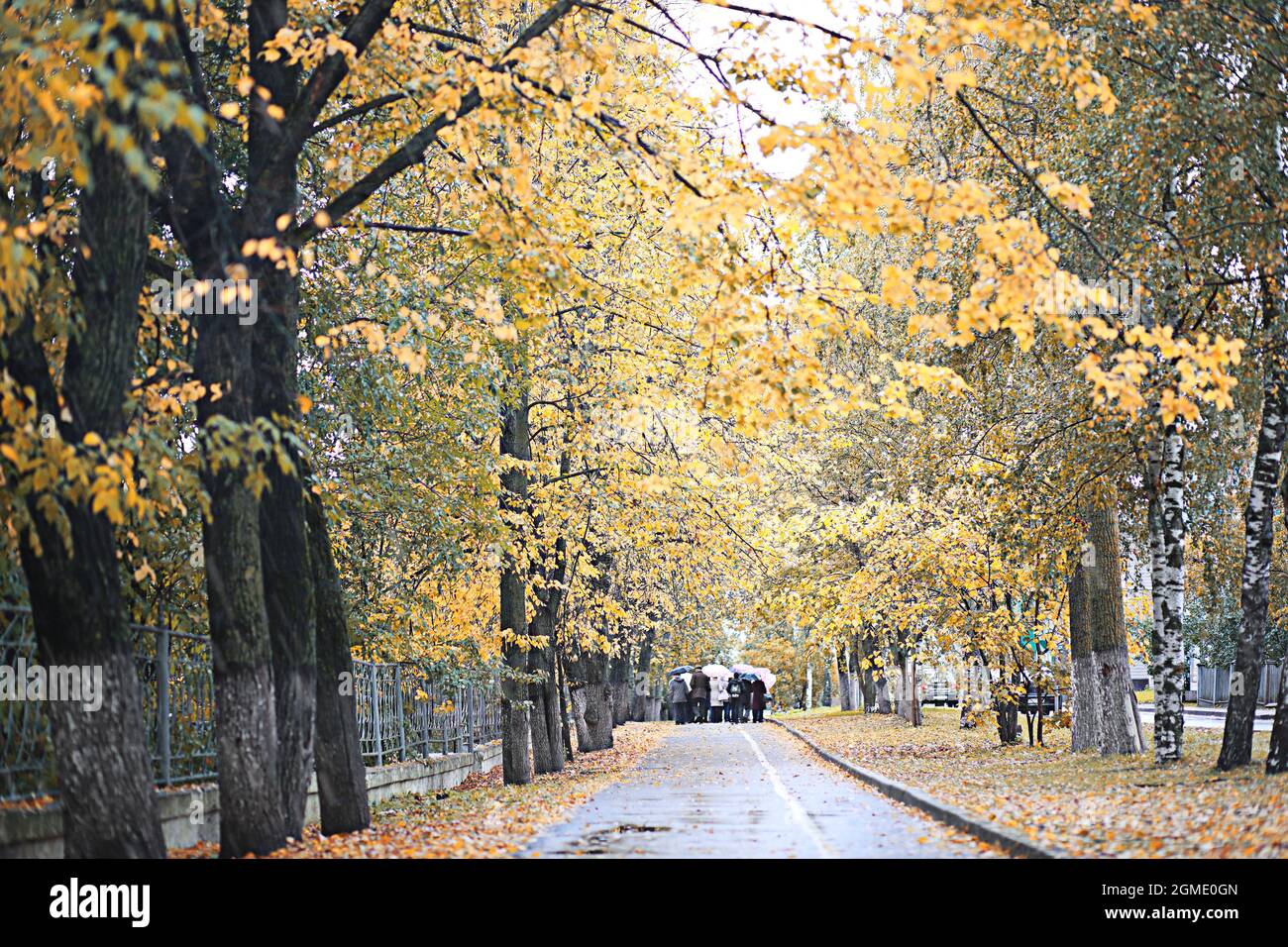 Autumn rain in the park during the day Stock Photo - Alamy