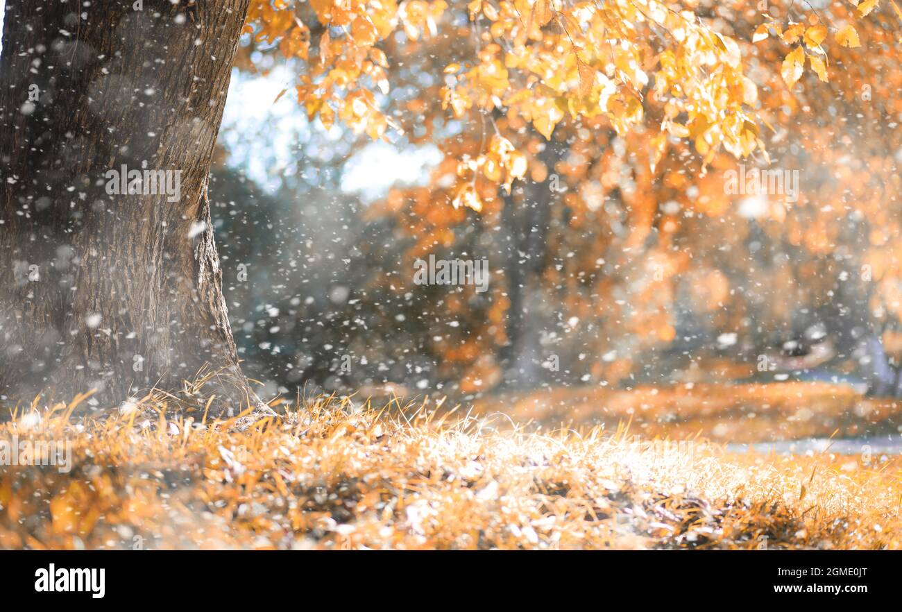 Autumn park in the days of the first snow Stock Photo - Alamy