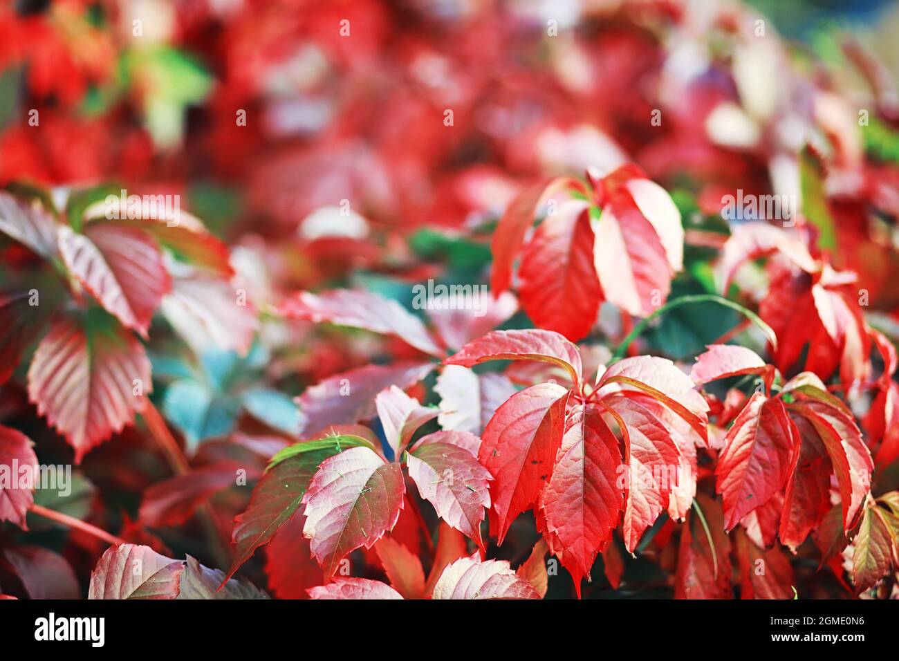 Bright spring greens at dawn in the forest. Nature comes to life in ...