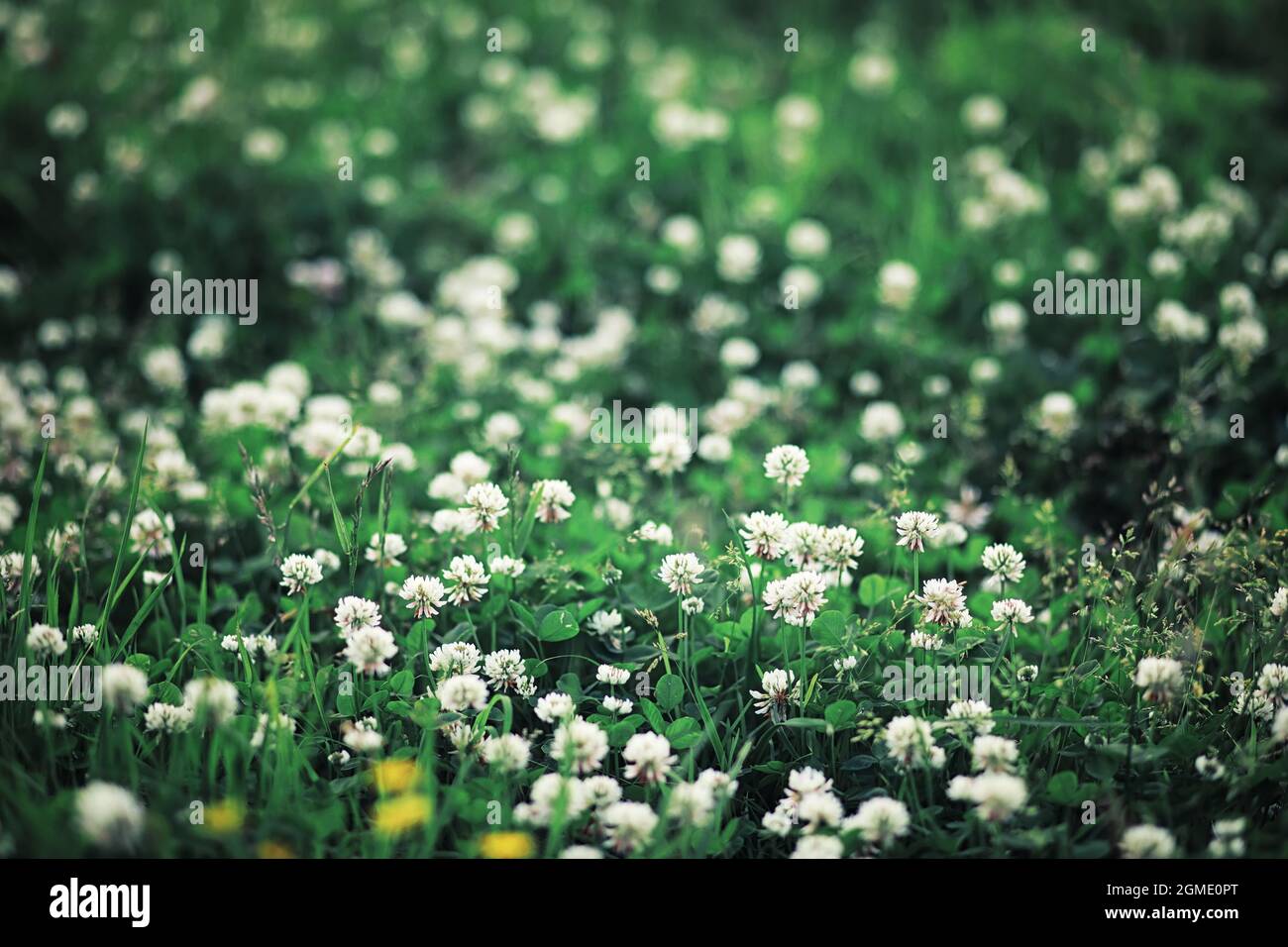 Bright spring greens at dawn in the forest. Nature comes to life in ...