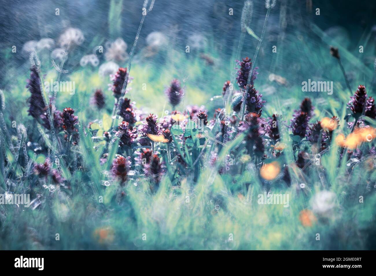 Wild flower. Little flowers on a green meadow spring Stock Photo - Alamy