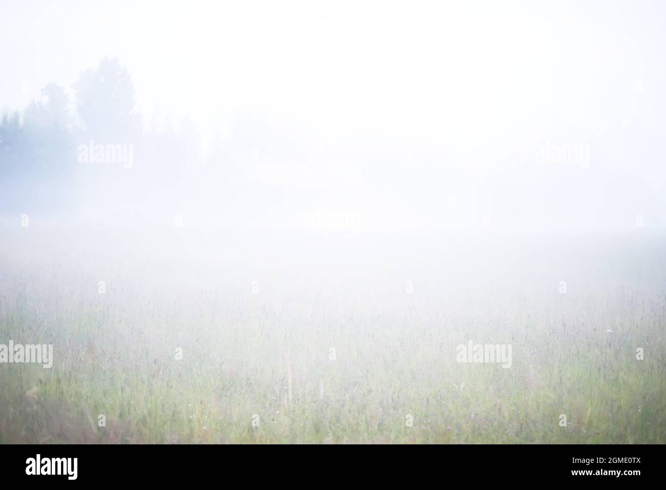 Fog in the field. Evening nature in summer with white fog Stock Photo ...