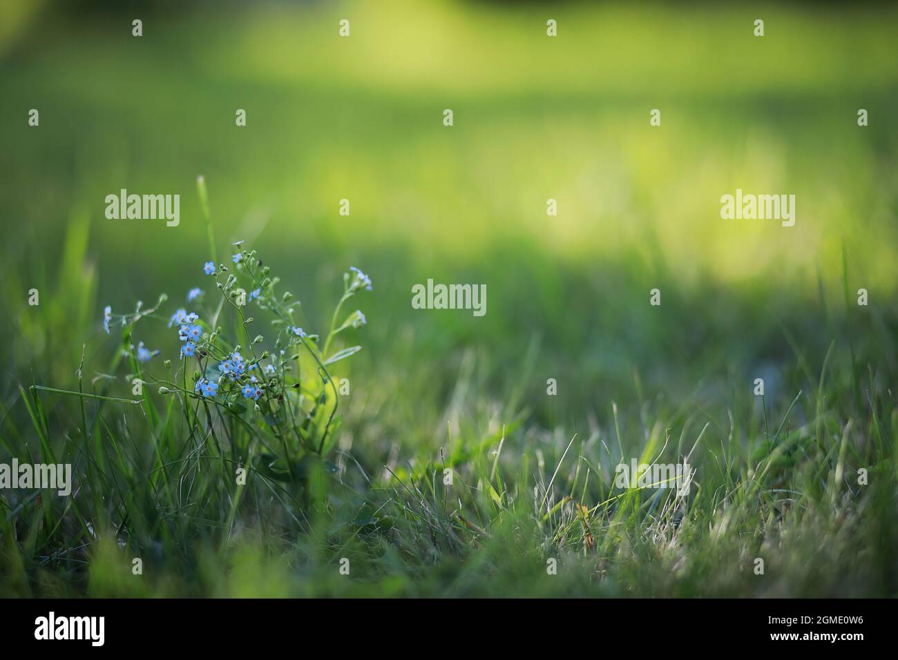 Wild flower. Little flowers on a green meadow spring Stock Photo - Alamy